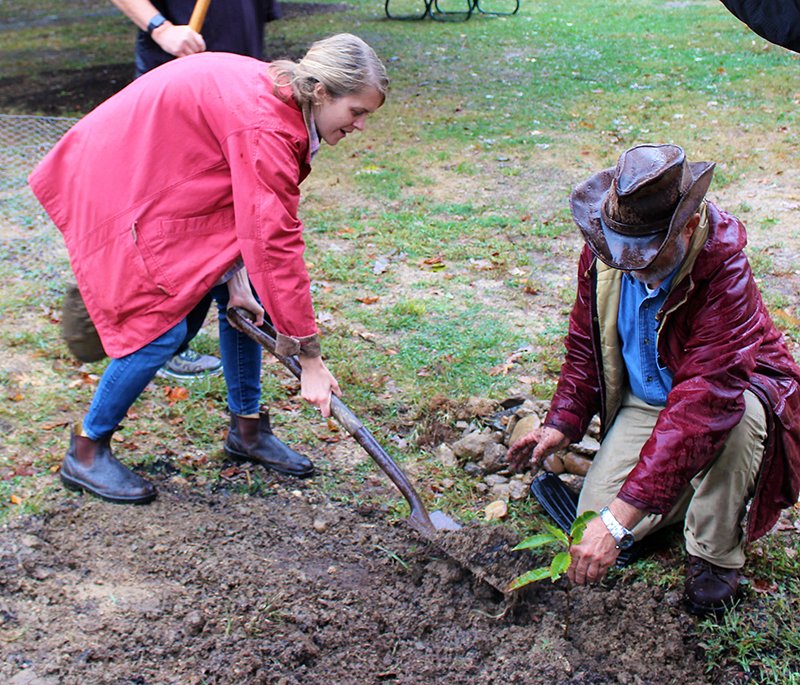 American Chestnut Planting in Virginia with Historical Significance ...