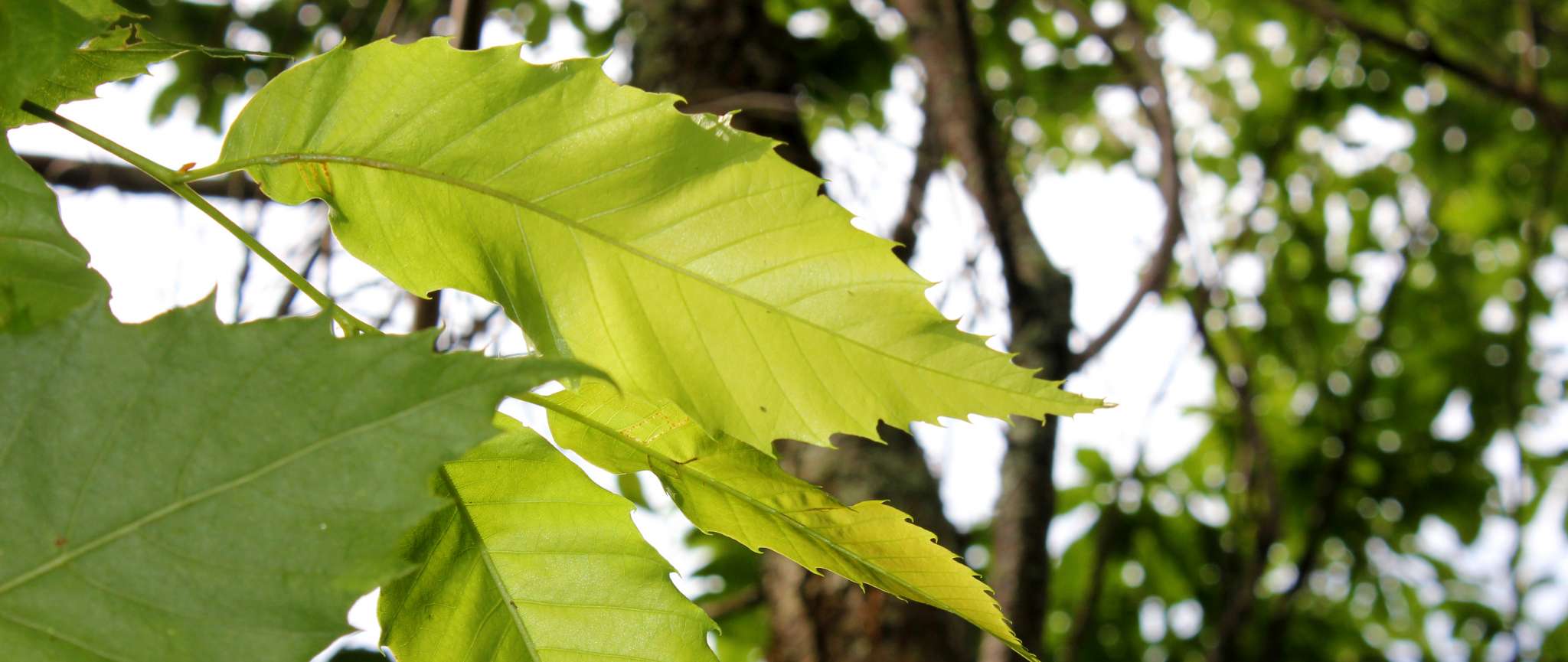 TACF Orchard Signs | The American Chestnut Foundation